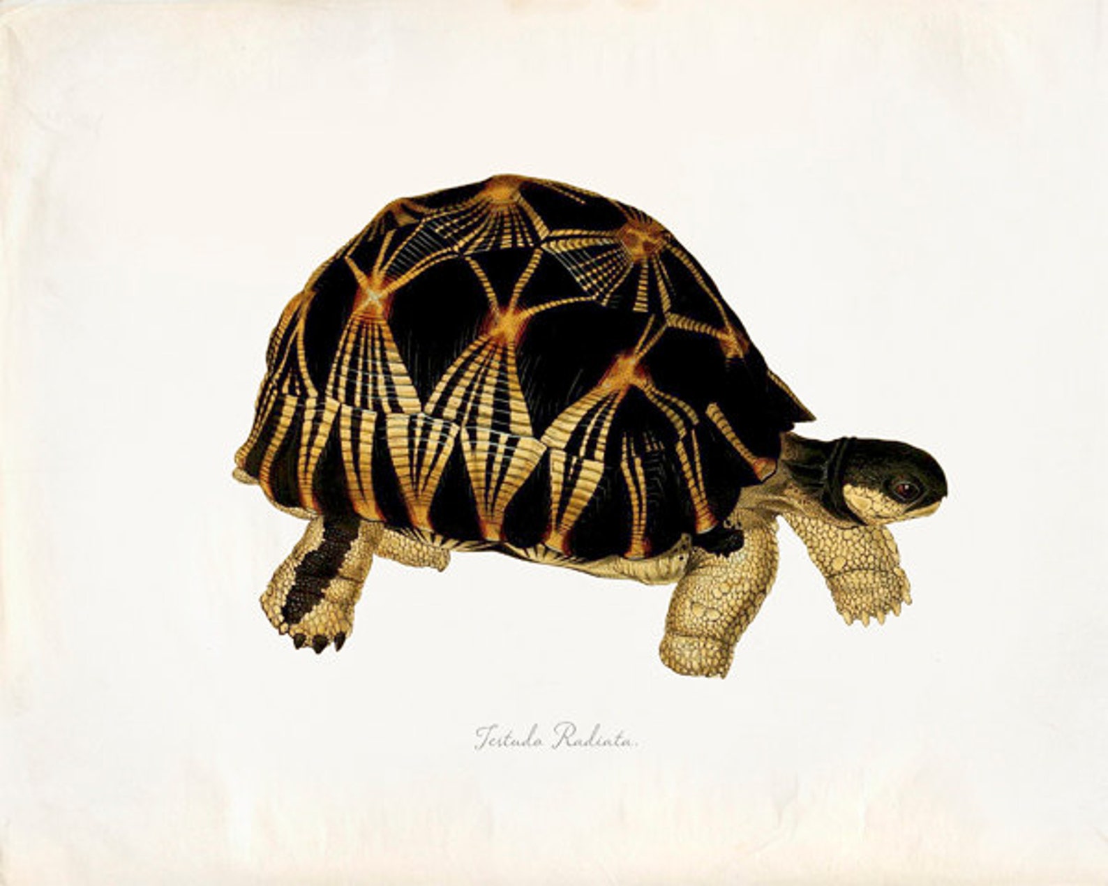 Vintage Turtle on Antique Paper Print 8x10 P281 - Etsy