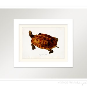 Vintage Turtle on Antique Paper Print 8x10 P280 - Etsy