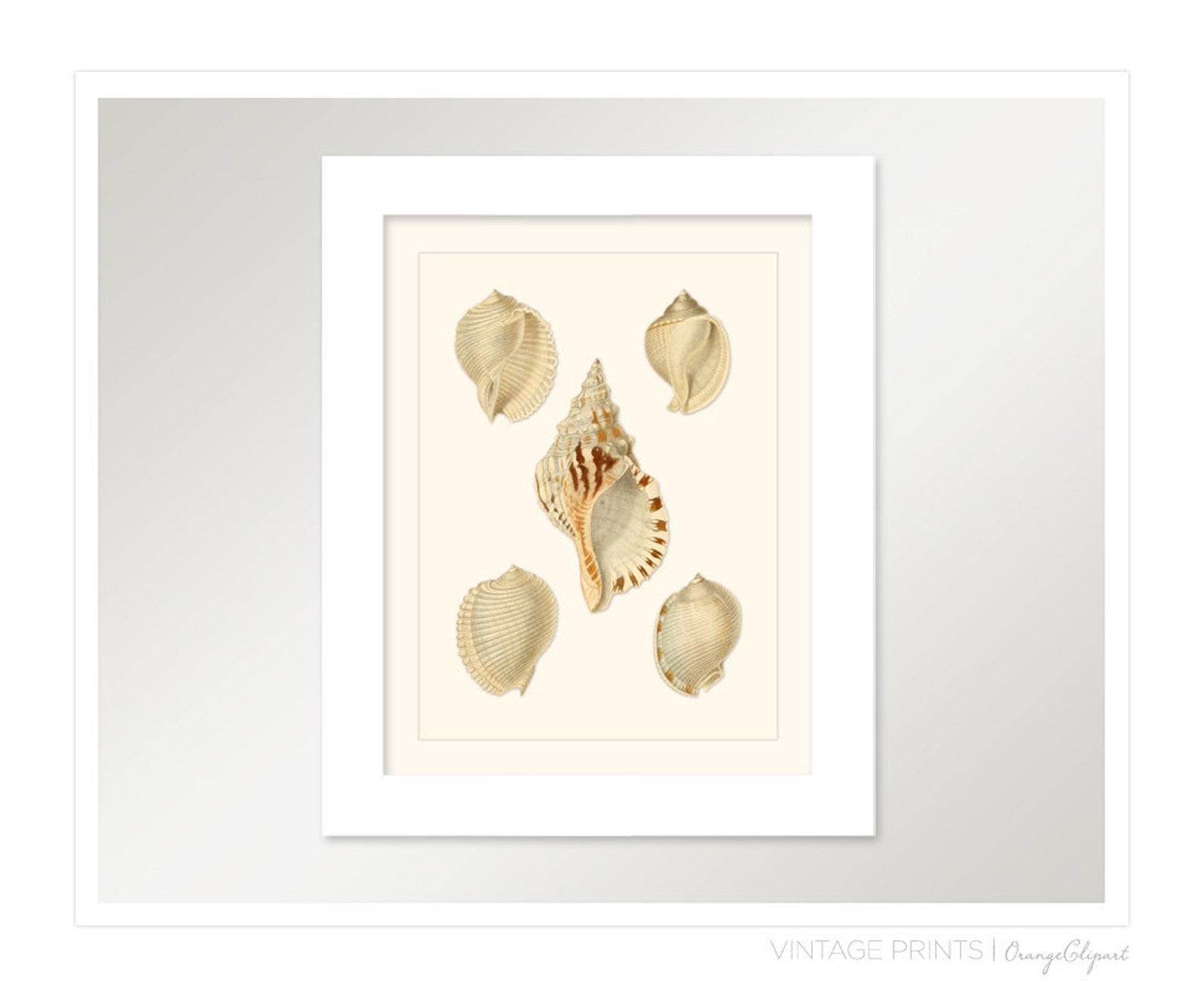 Vintage Sea Shells Print 8x10 P198 - Etsy