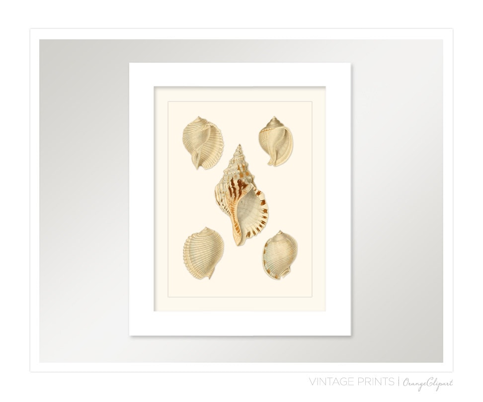 Vintage Sea Shells Print 8x10 P198 - Etsy