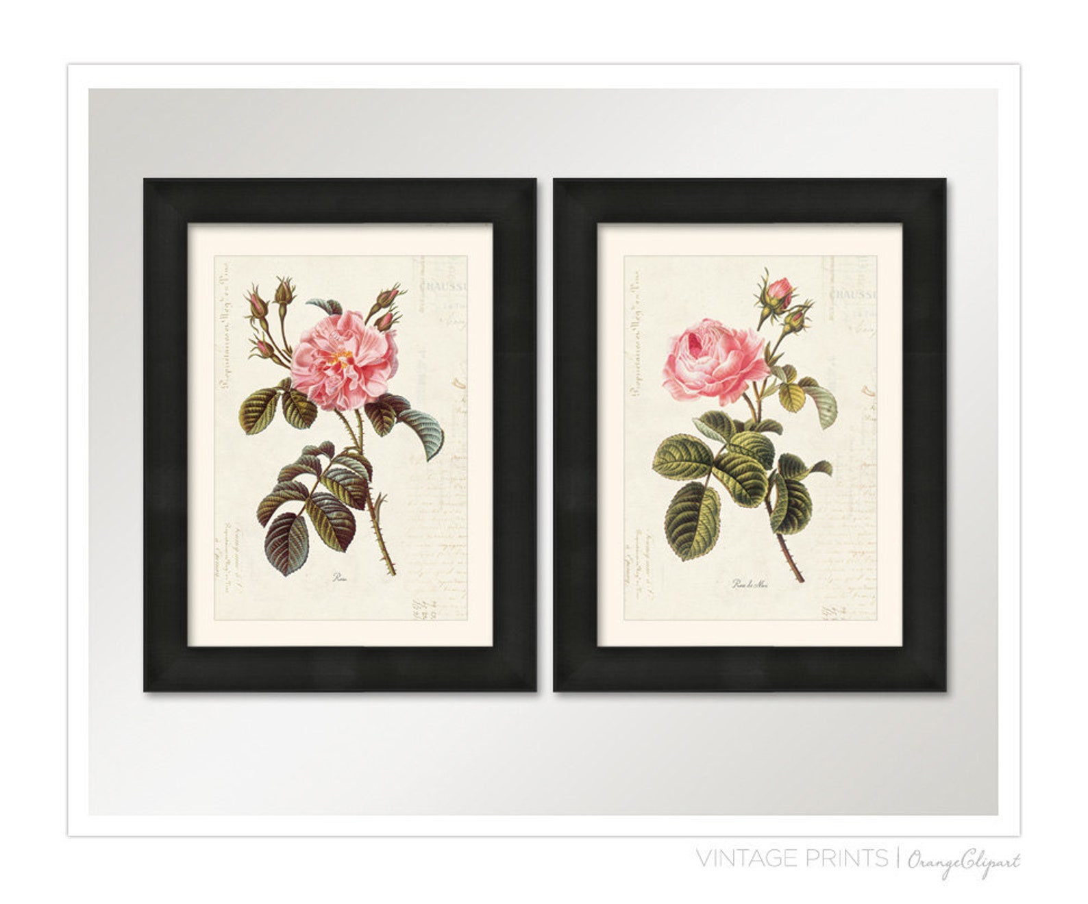 Vintage Botanical Flower Rose on French Ephemera Print 8x10 P43 - Etsy