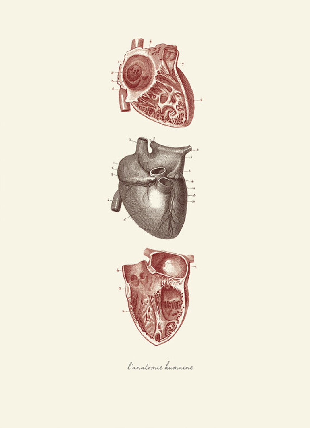 Vintage Human Anatomy, Heart, "l'anatomie Humaine" Print 8x10 P246 - Etsy