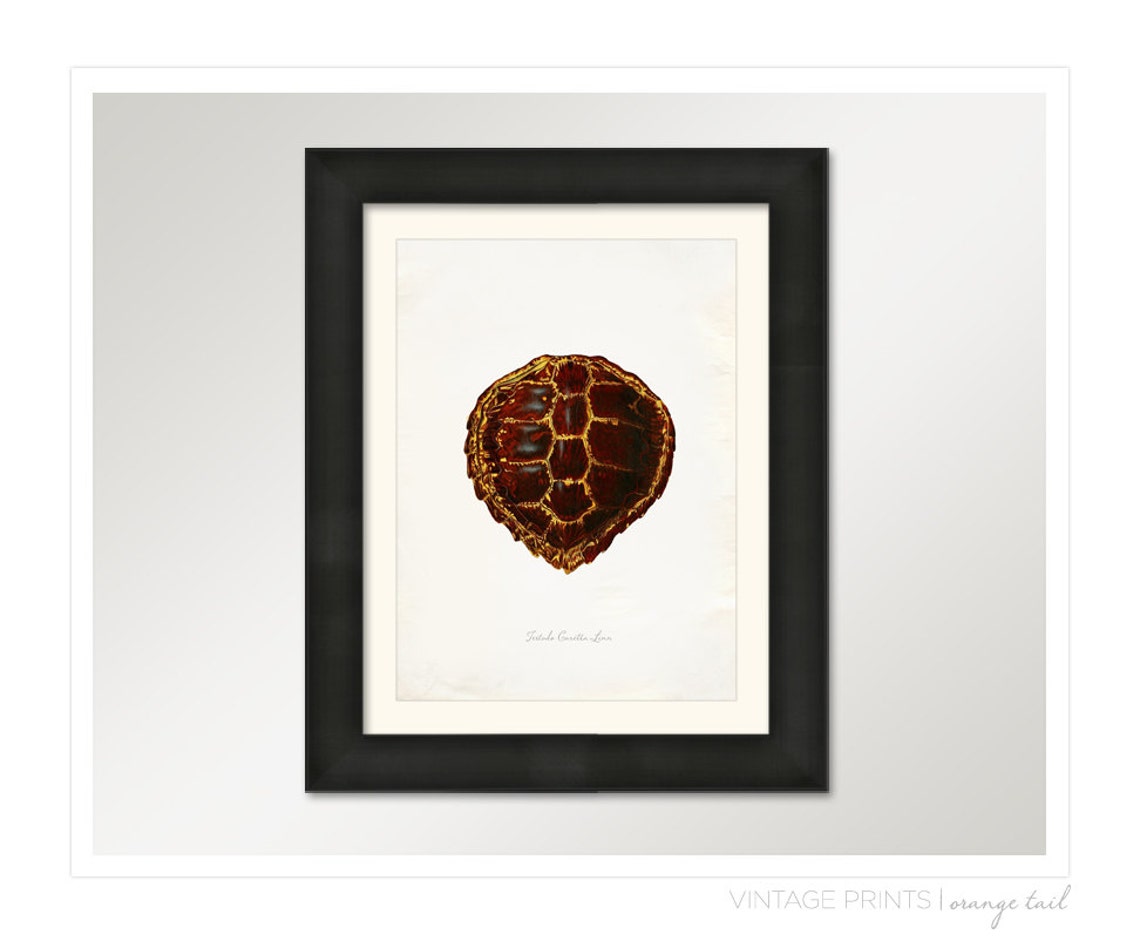 Vintage Turtle Shell on Antique Paper Print 8x10 P232 - Etsy
