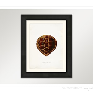 Vintage Turtle Shell on Antique Paper Print 8x10 P232 - Etsy