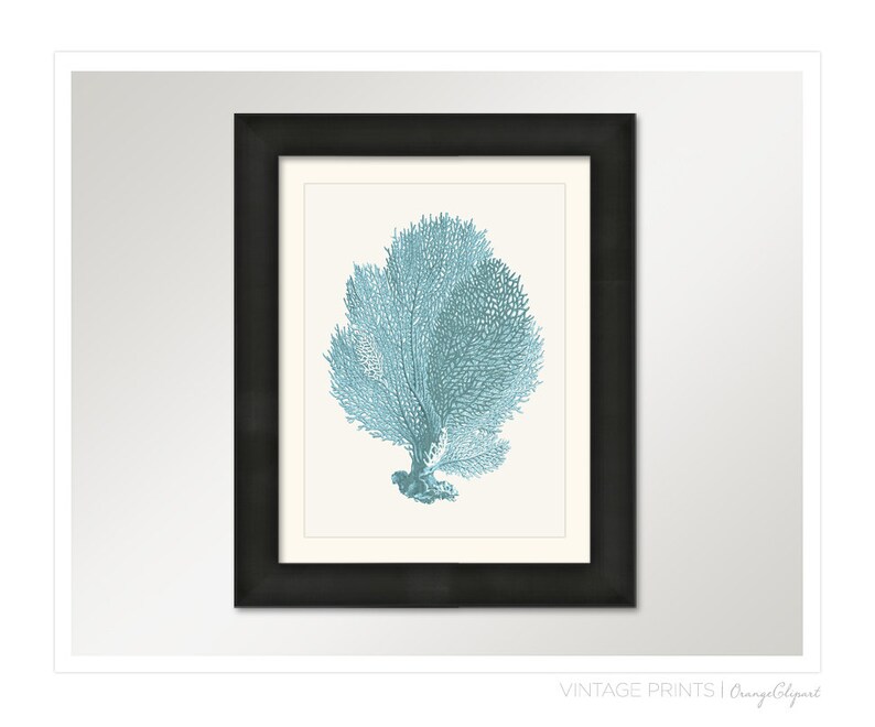 Vintage Sea Fan Coral Print 8x10 P200 - Etsy