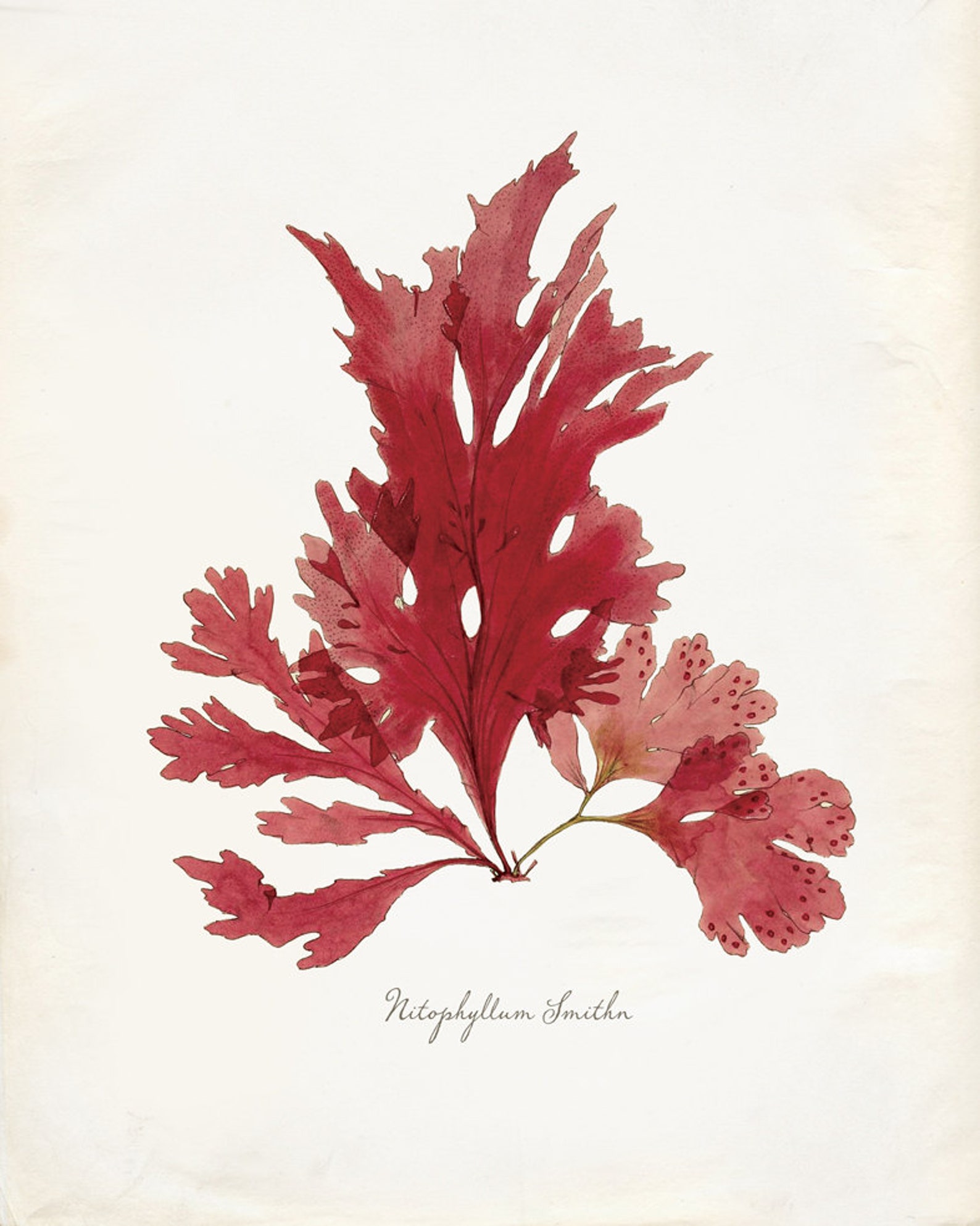 Vintage Ocean Kelp Seaweed Print 8x10 P210 - Etsy