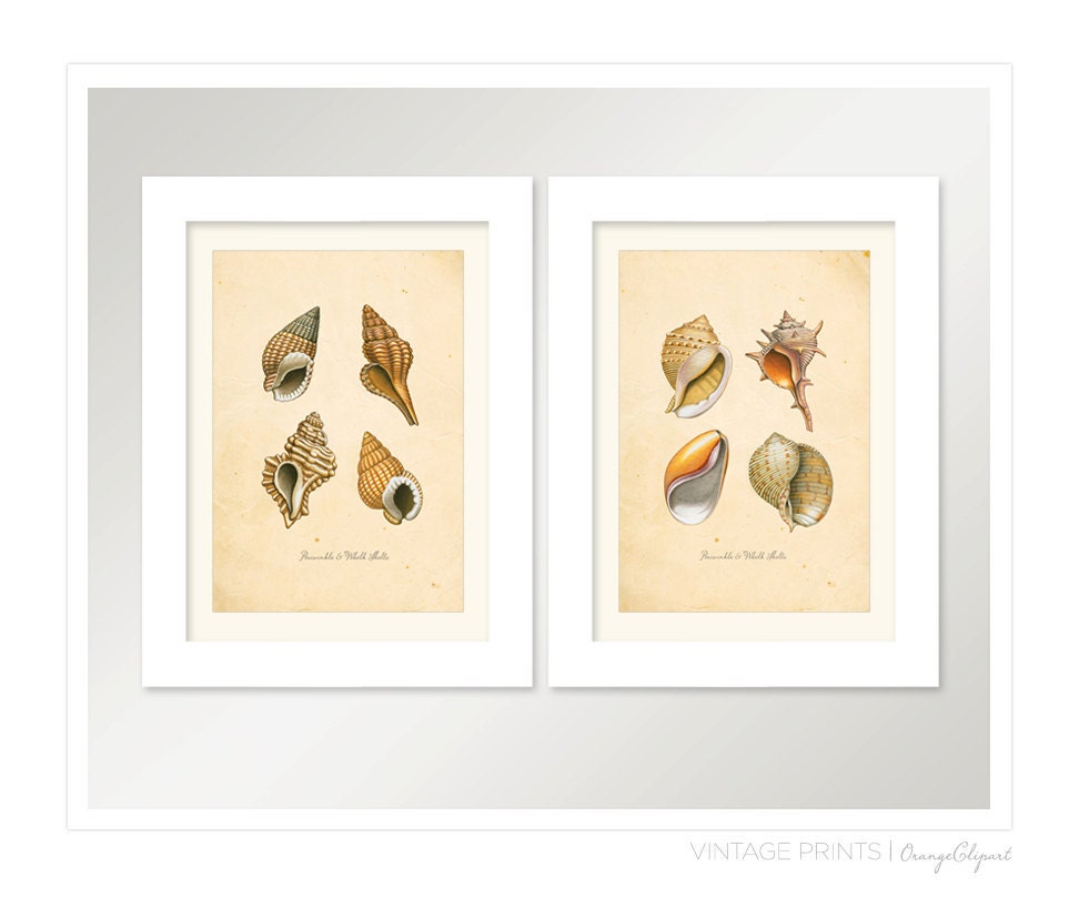 Vintage Sea Periwinkle & Whelk Shells on Antique Ephemera Print 8x10 ...