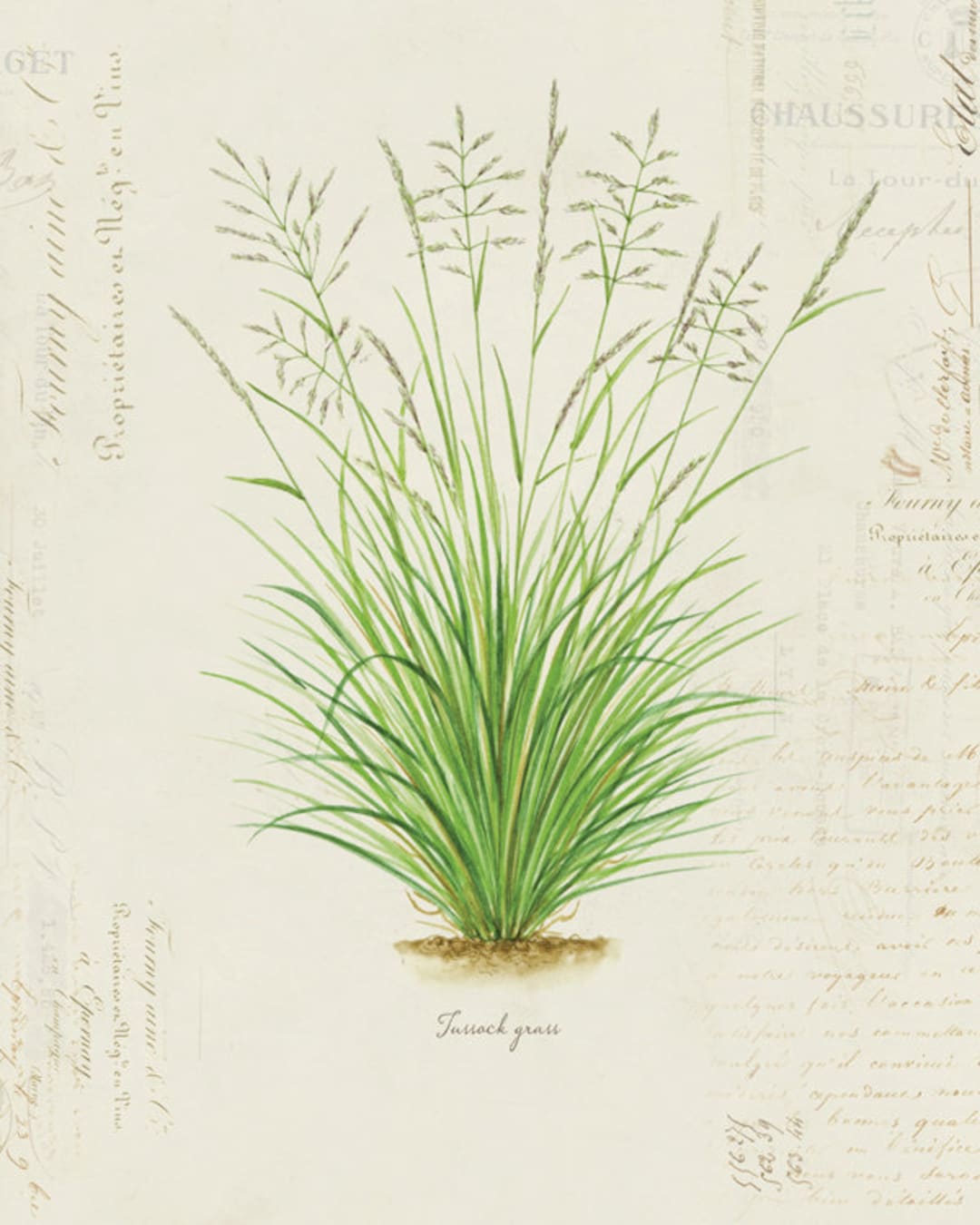 Vintage Botanical Plant Grass tussock Grass on French Ephemera Print ...