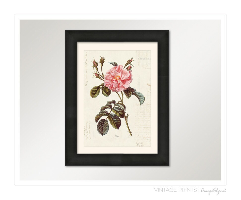 Vintage Botanical Flower Rose on French Ephemera Print 8x10 P44 - Etsy