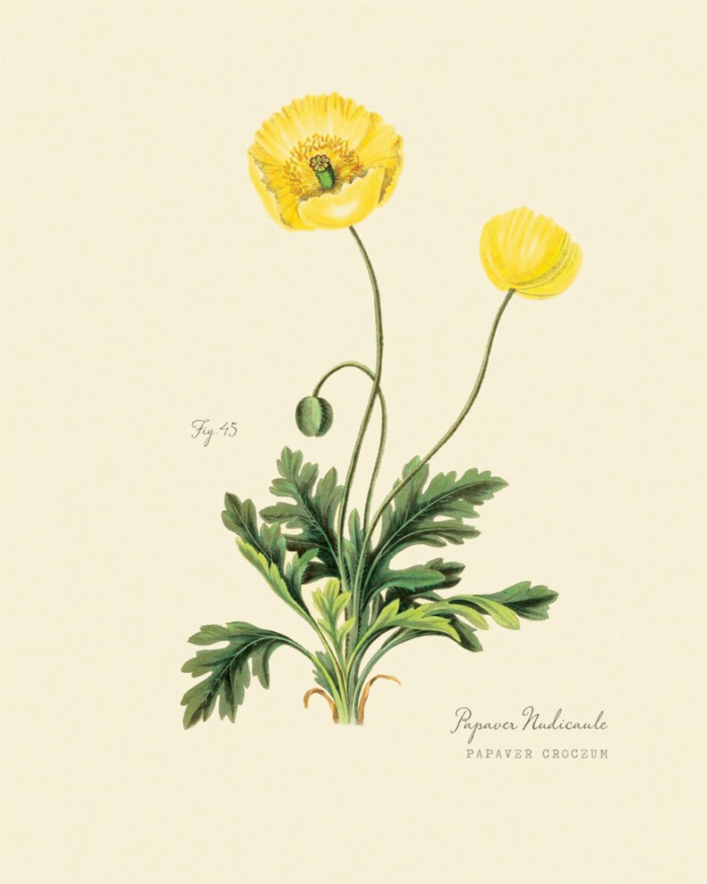 Vintage Botanical Flower Yellow Poppy "papaver Croceum" Print 8x10 P178 ...