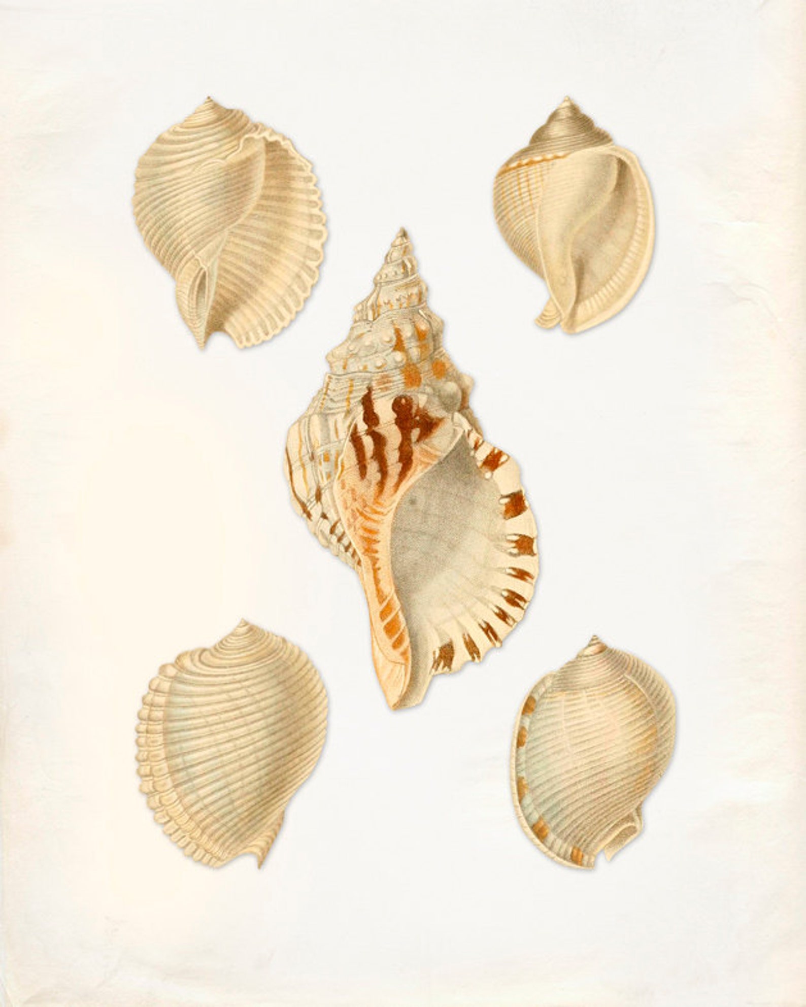 Vintage Sea Shells Print 8x10 P198 - Etsy