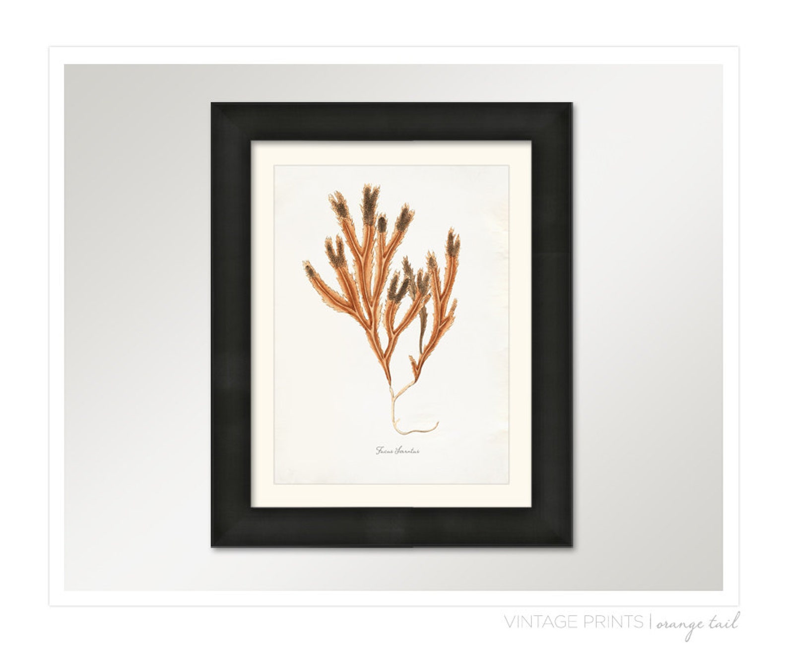 Vintage Sea Coral Kelp Print 8x10 P253 - Etsy