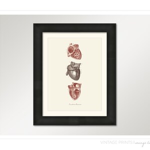 Vintage Human Anatomy, Heart, "l'anatomie Humaine" Print 8x10 P246 - Etsy