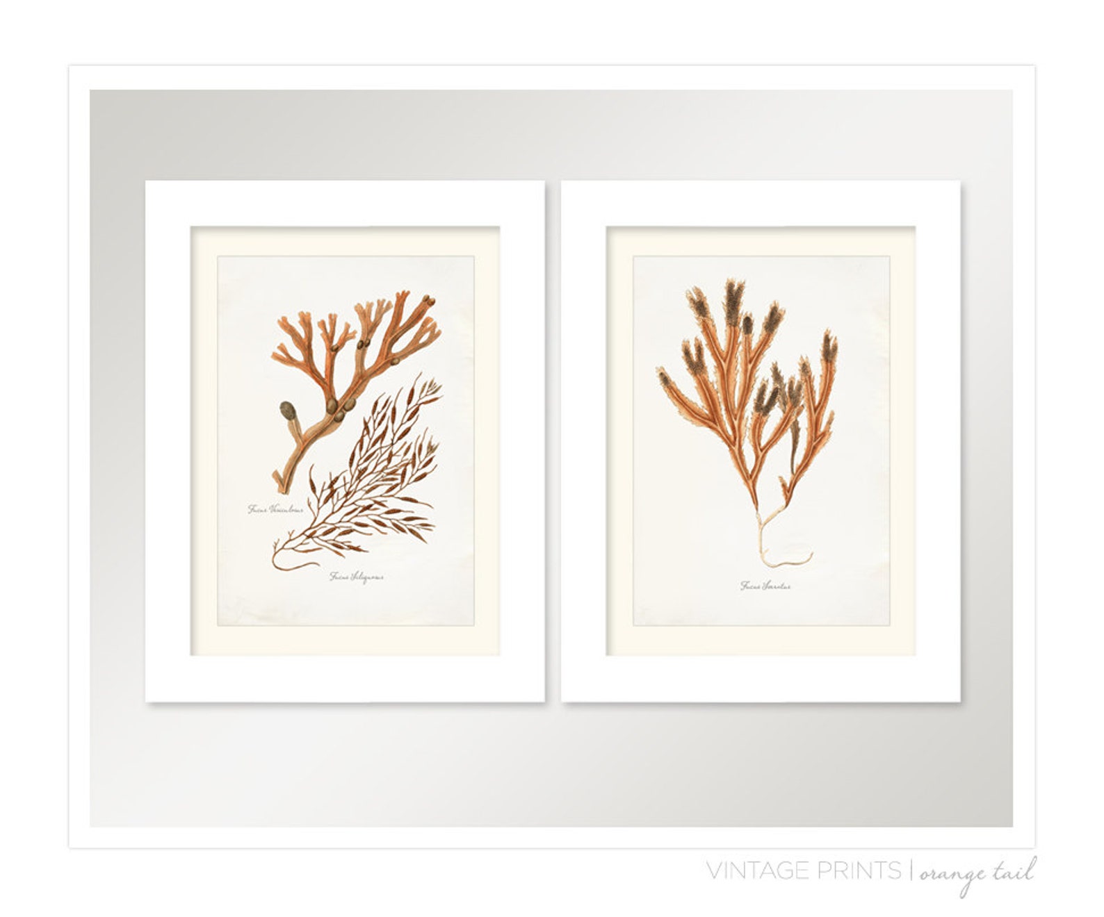 Vintage Sea Coral Kelp Print 8x10 P253 - Etsy