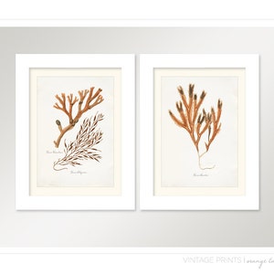 Vintage Sea Coral Kelp Print 8x10 P253 - Etsy