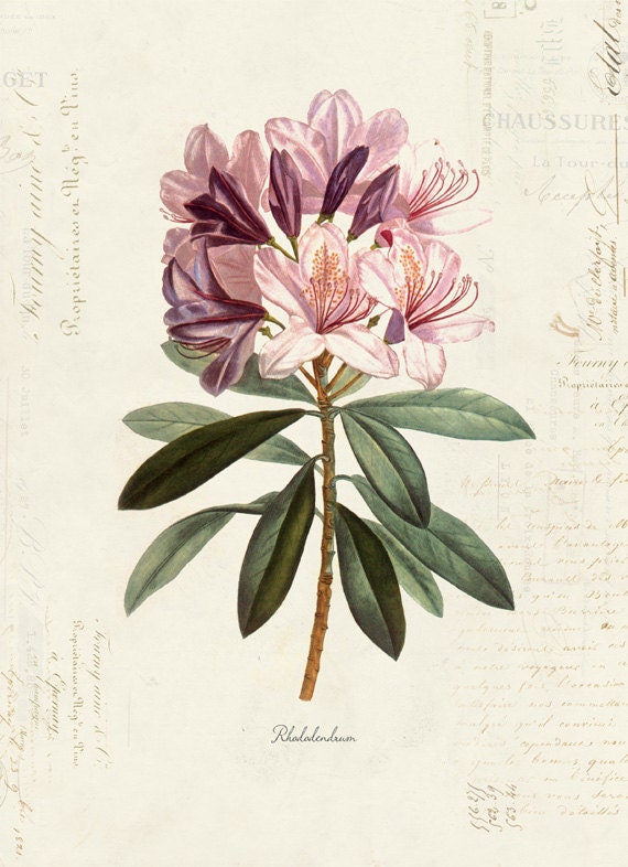 Vintage Botanical Flower Rhododendron on French Ephemera Print 8x10 P41 ...
