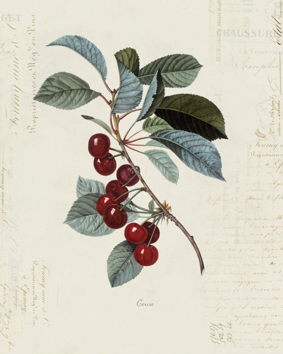 Vintage Cherry "cerise" on French Ephemera Print 8x10 P154 - Etsy