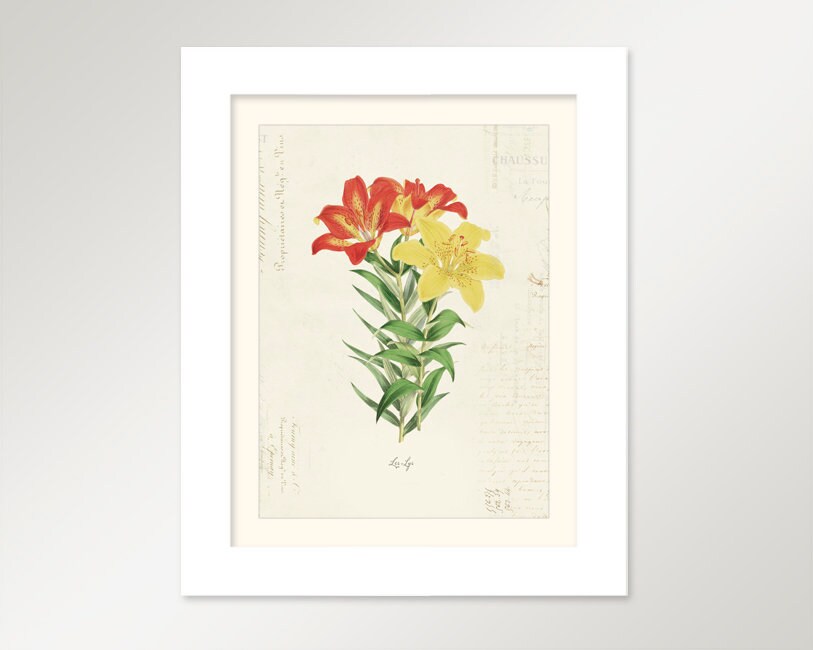Vintage Botanical Flower the Lillie "le Lillie" Print Vintage Botanical ...