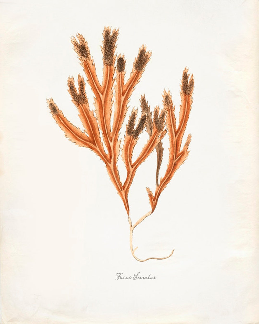 Vintage Sea Coral Kelp Print 8x10 P253 - Etsy