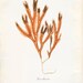 Vintage Sea Coral Kelp Print 8x10 P253 - Etsy