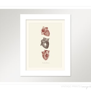 Vintage Human Anatomy, Heart, "l'anatomie Humaine" Print 8x10 P246 - Etsy