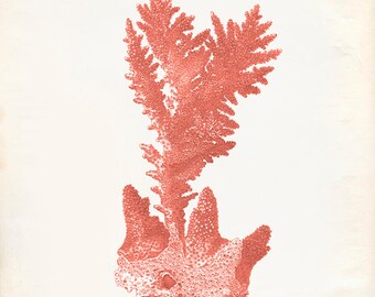 Vintage Ocean Kelp Seaweed Print 8x10 P197 | Etsy