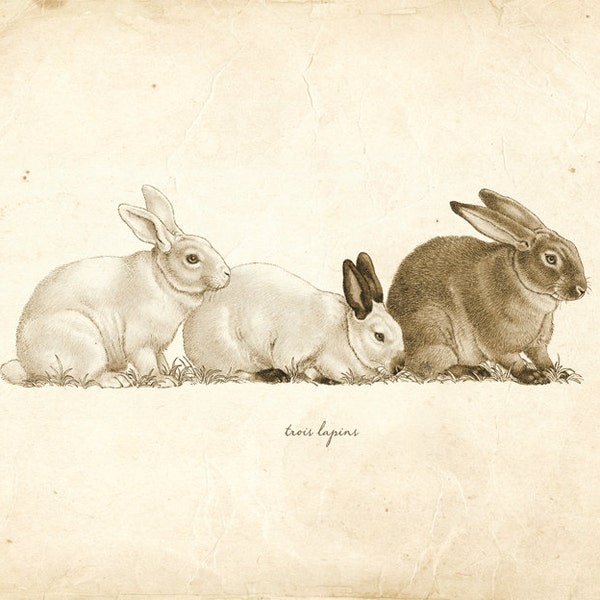 French Rabbit - Etsy