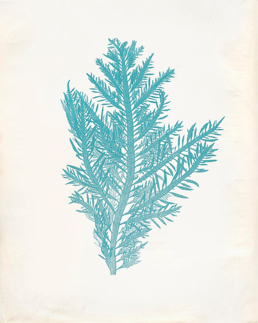 Vintage Ocean Kelp Seaweed Print 8x10 P201 - Etsy