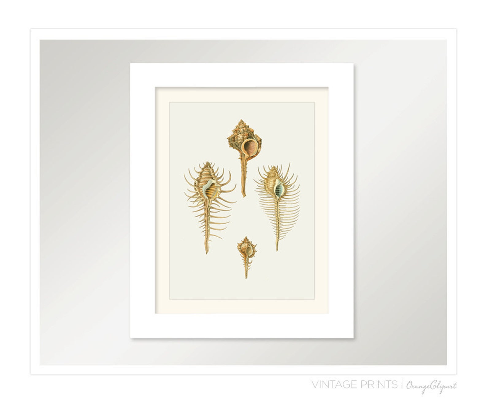 Vintage Sea Shells Print 8x10 P165 - Etsy