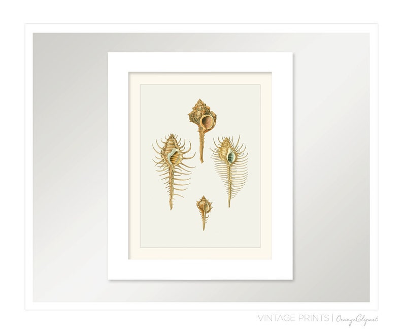 Vintage Sea Shells Print 8x10 P165 - Etsy