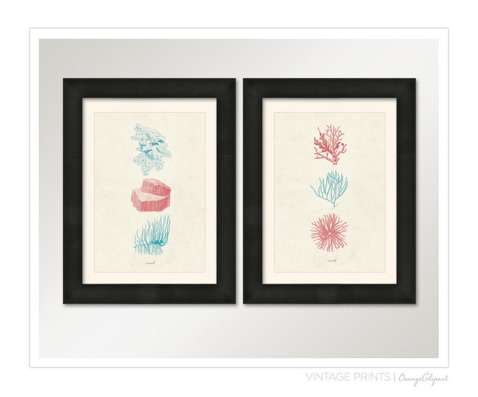 Vintage Sea Kelp varech Print 8x10 P188 - Etsy