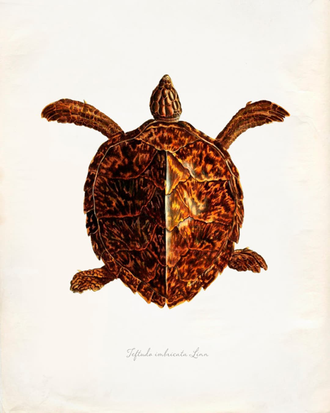 Vintage Turtle on Antique Paper Print 8x10 P231 - Etsy