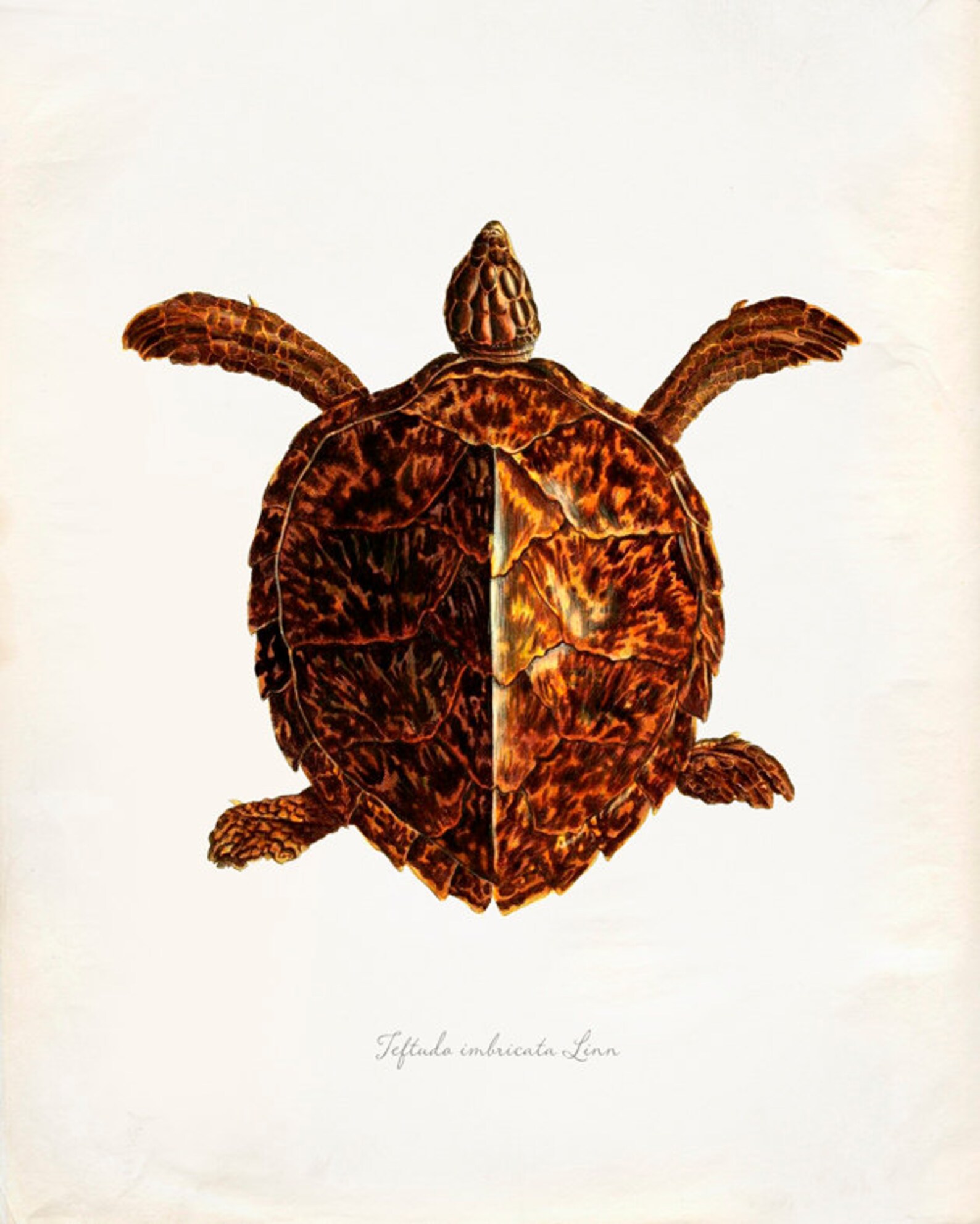 Vintage Turtle on Antique Paper Print 8x10 P231 - Etsy