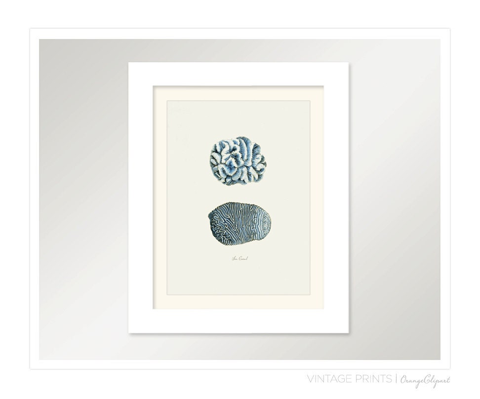 Vintage Sea Coral Print 8x10 P108 - Etsy