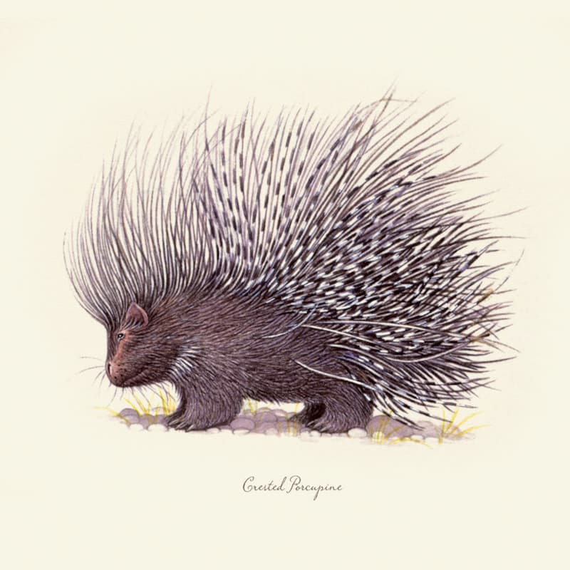 Porcupine Art - Etsy