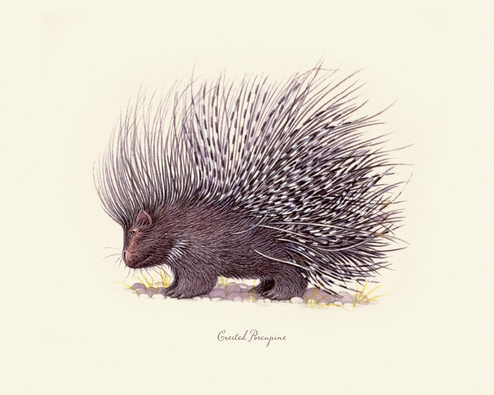Simple Porcupine Drawing