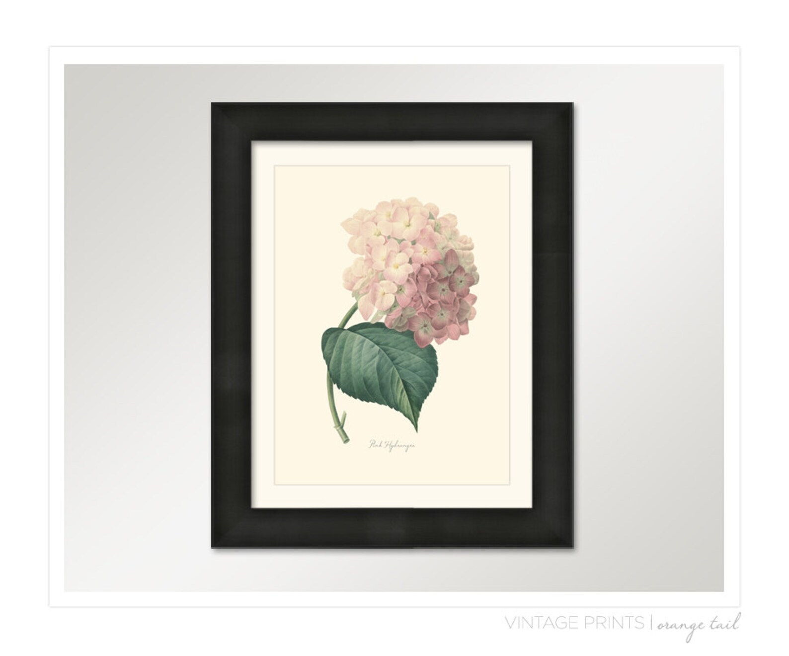 Vintage Pink Peach Hydrangea Flower Print 8x10 P215 - Etsy