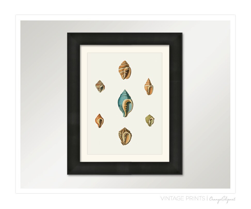 Vintage Sea Shells Print 8x10 P166 - Etsy