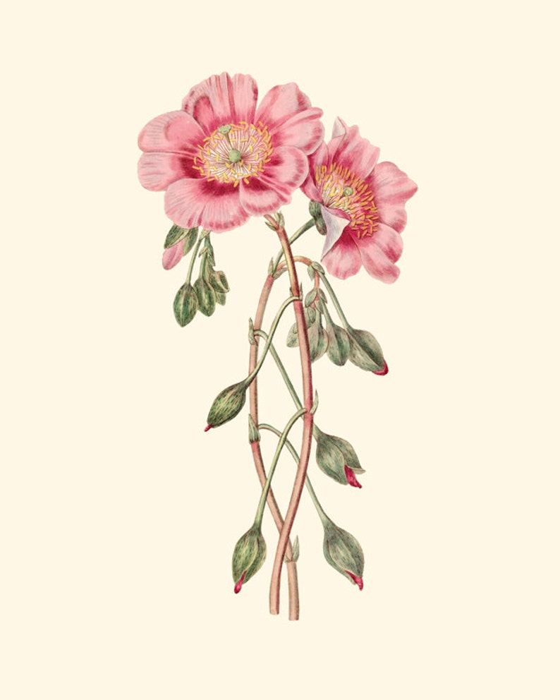 Vintage Pink Flower Print 8x10 P241 - Etsy