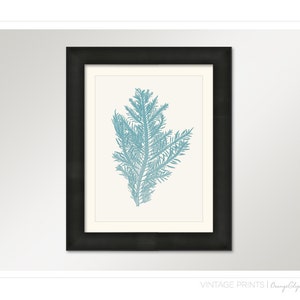 Vintage Ocean Kelp Seaweed Print 8x10 P201 - Etsy