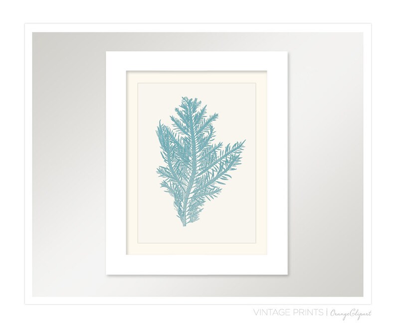 Vintage Ocean Kelp Seaweed Print 8x10 P201 - Etsy