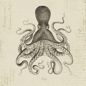 Octopus "poulpe" on French Ephemera Print 8x10 P300 - Etsy