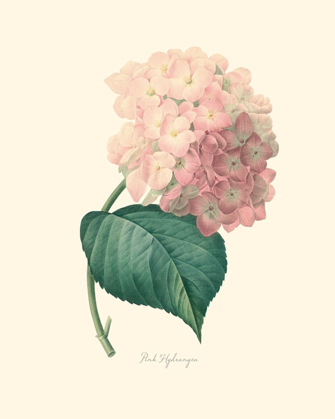 Vintage Pink Peach Hydrangea Flower Print 8x10 P215 - Etsy