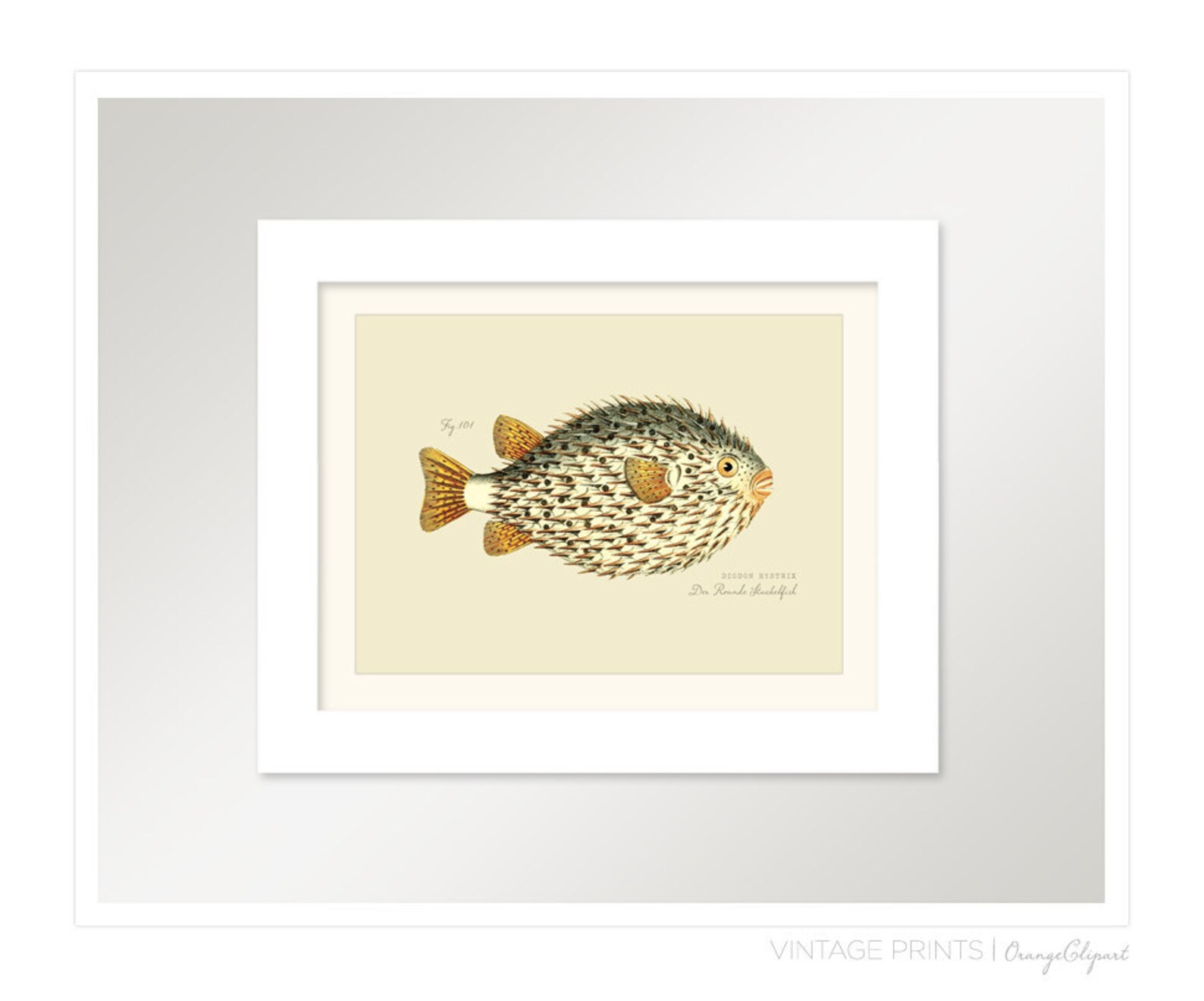 Vintage Fish "der Rounde Stachelfish" Print 8x10 P187 - Etsy