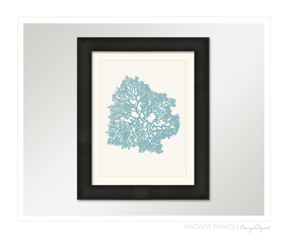 Vintage Ocean Kelp Seaweed Print 8x10 P197 - Etsy