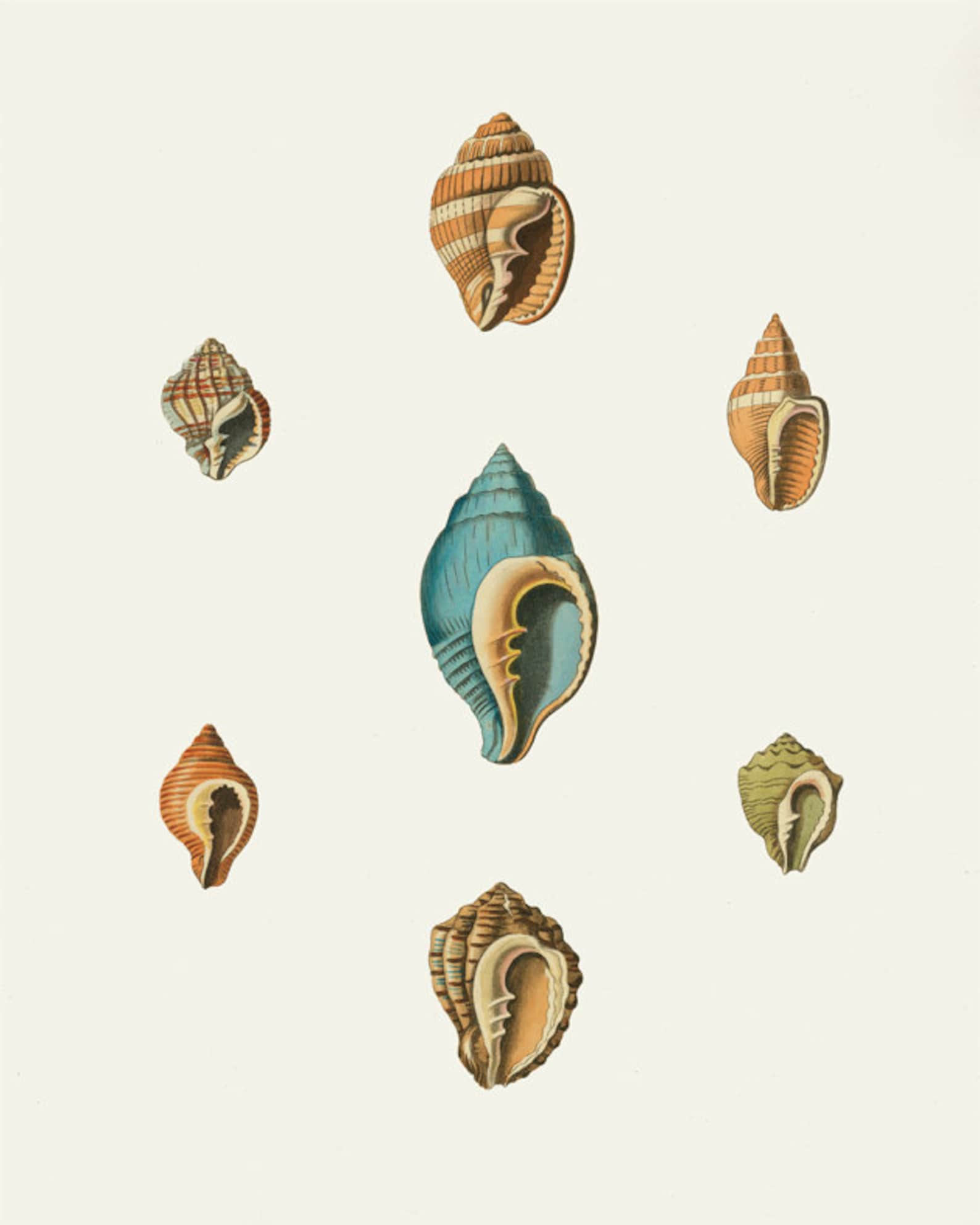 Vintage Sea Shells Print 8x10 P166 - Etsy
