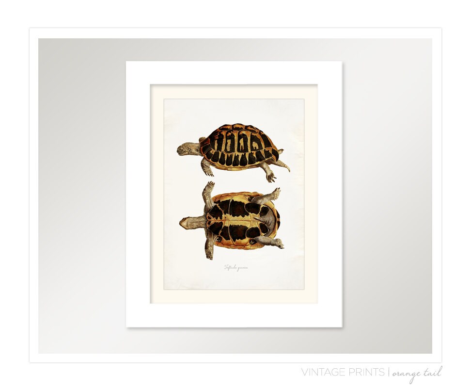 Vintage Turtle on Antique Paper Print 8x10 P269 - Etsy