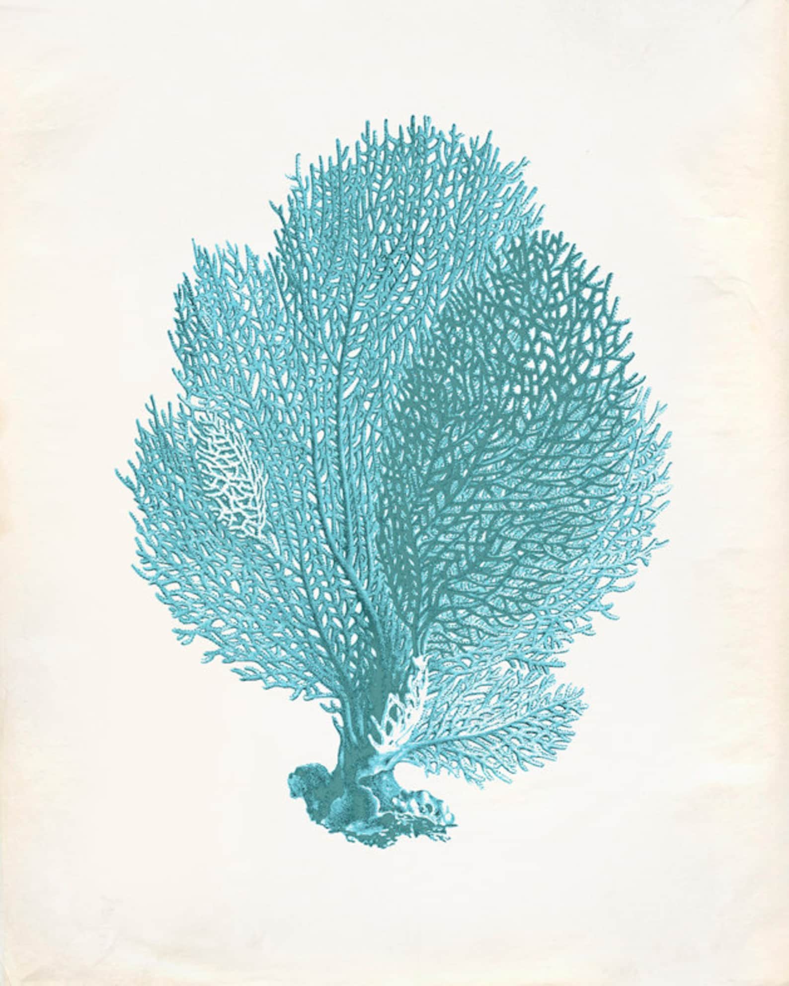 Vintage Sea Fan Coral Print 8x10 P200 - Etsy