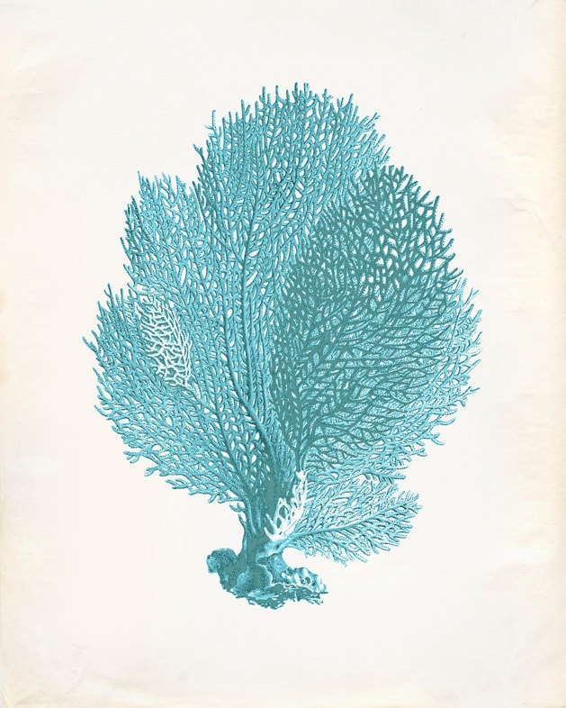 Fan Coral Illustration