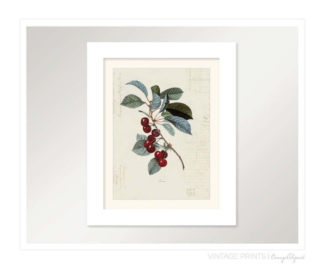 Vintage Cherry "cerise" on French Ephemera Print 8x10 P154 - Etsy